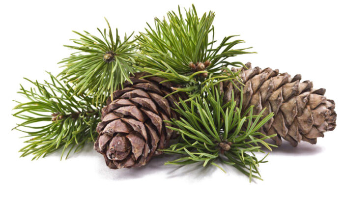 Cosméticos naturais que contém Cedro do Atlas - AhoAloe