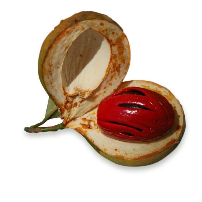 Cosméticos naturais que contém Ucuuba - AhoAloe